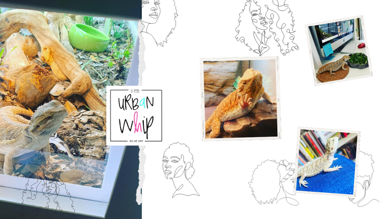 Bioactivity Basics: A Guide to Creating a Thriving Bioactive Habitat ...