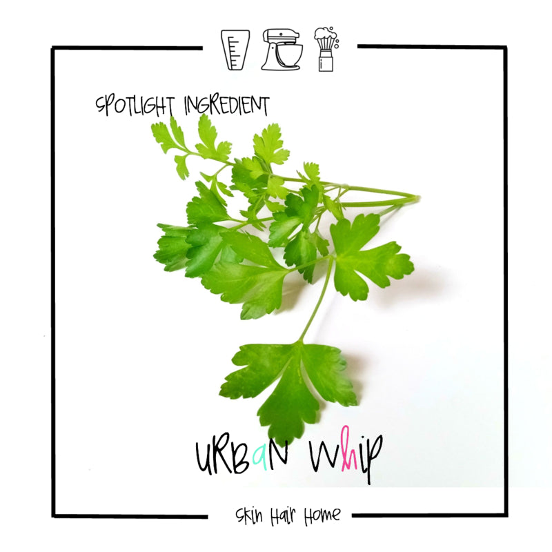 sPOTLIGHT iNGREDIENT: cILANTRO – Urban Whip