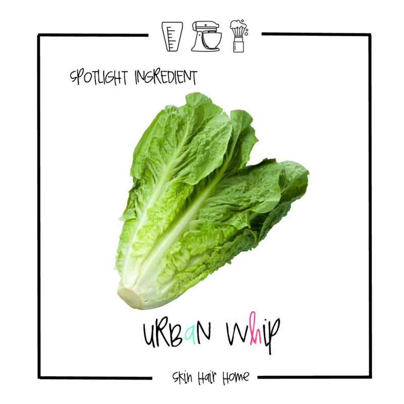 sPOTLIGHT iNGREDIENT: rOMAIN lETTUCE – Urban Whip