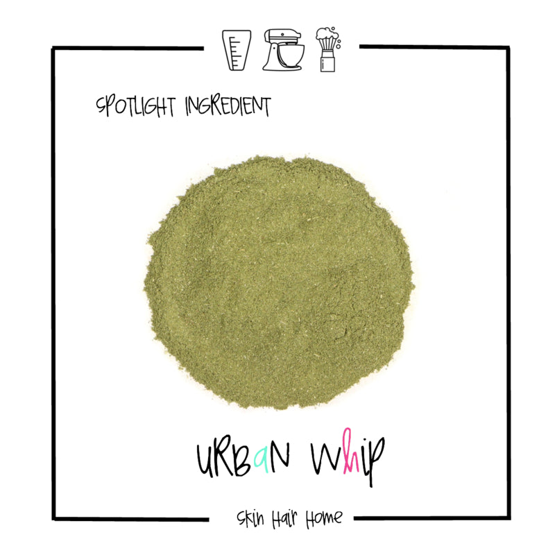 sPOTLIGHT iNGREDIENT: wITCH hAZEL lEAF pOWDER – Urban Whip